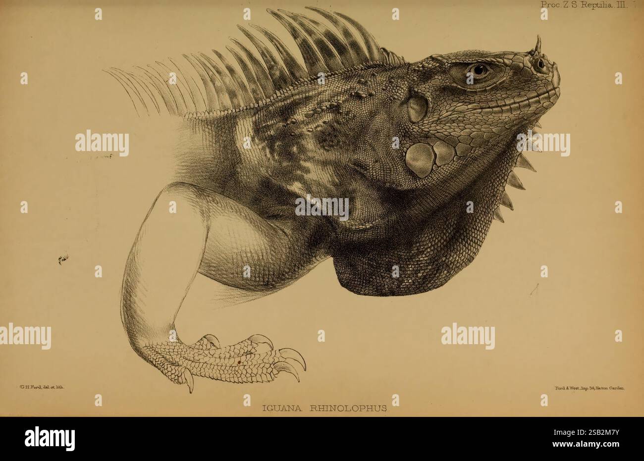 Proceedings of the Zoological Society of London London Academic Press ...