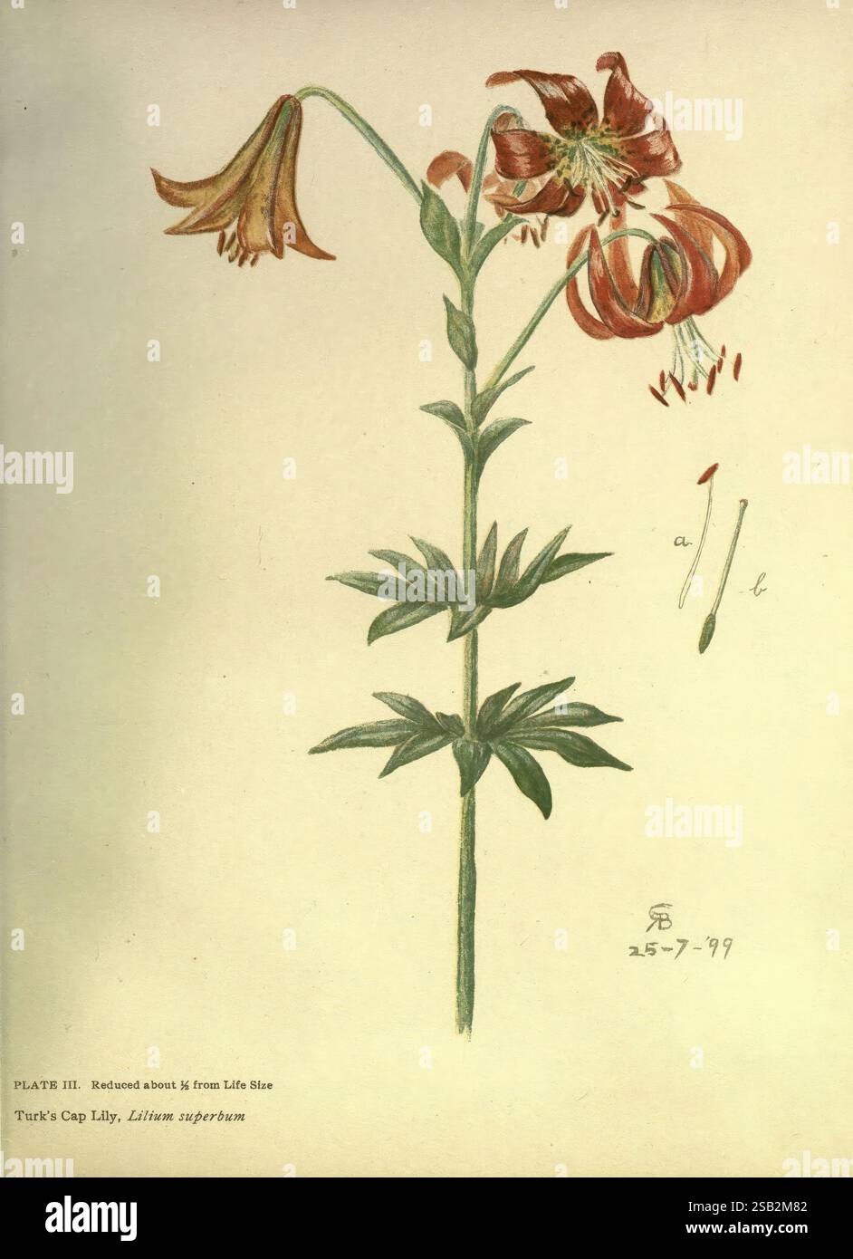 Lilies, Orchids, New York, R. G. Cooke, Incorporated, 1906, Lily ...