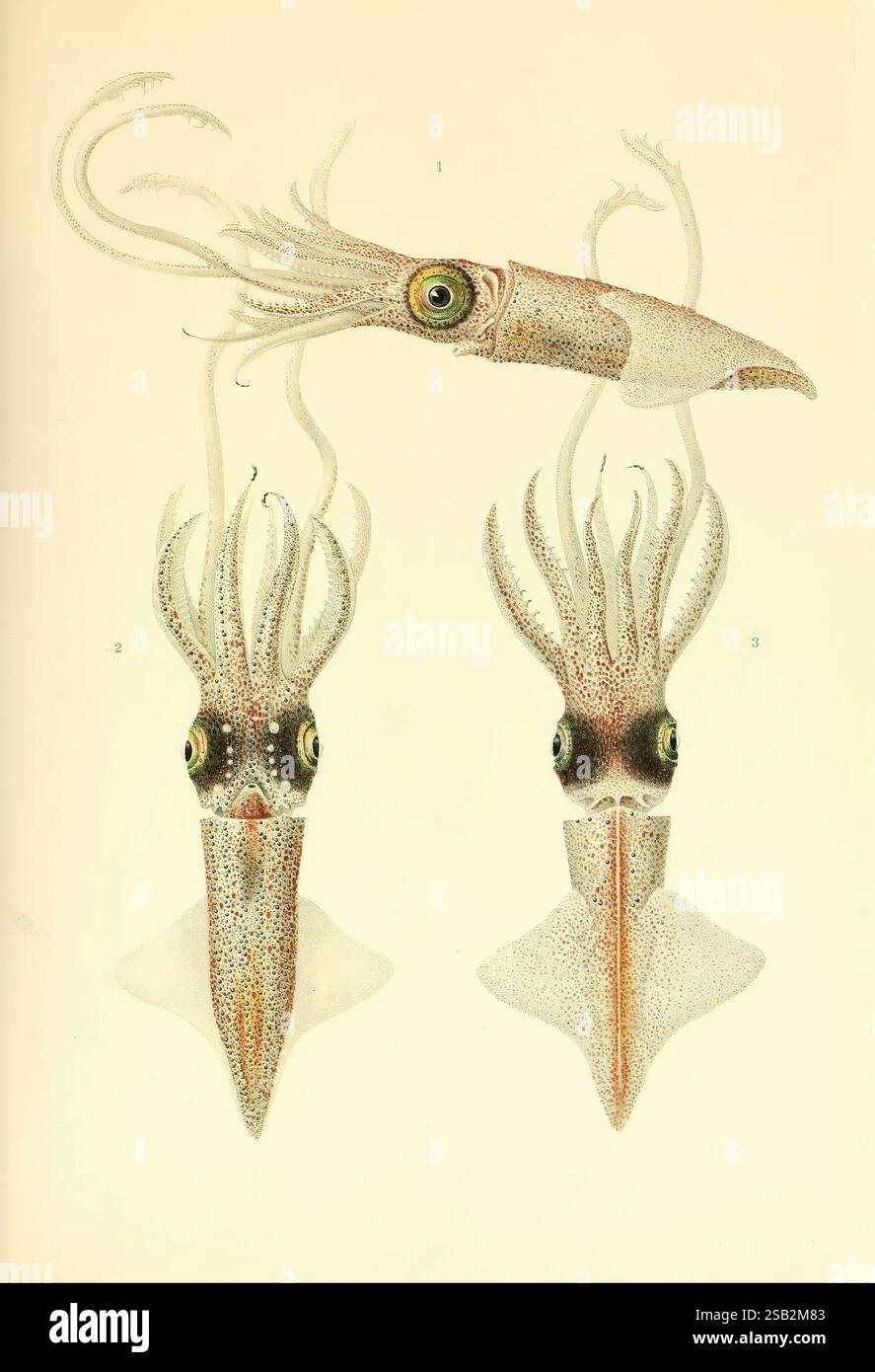 Illustration showcases three depictions hi-res stock photography and ...