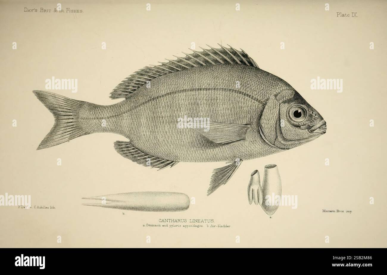 The fishes of Great Britain and Ireland Edinburgh Williams and Norgate ...