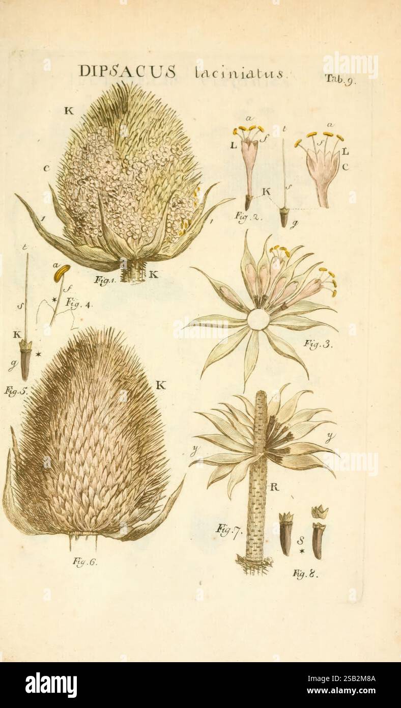 1789 plants classification linnaeus hi-res stock photography and images ...