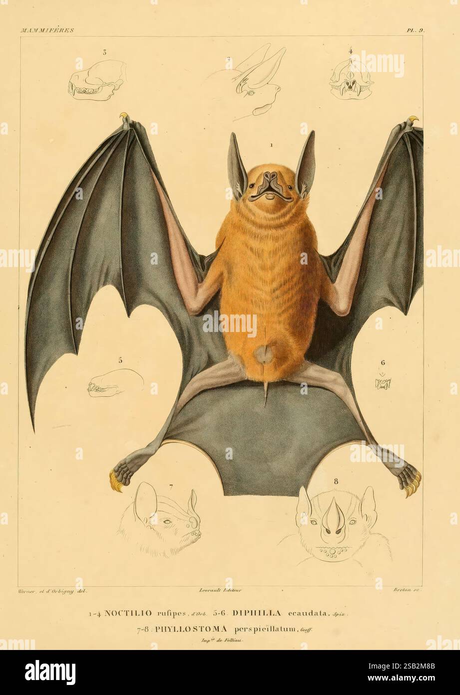 Elongated wingspan hi-res stock photography and images - Alamy