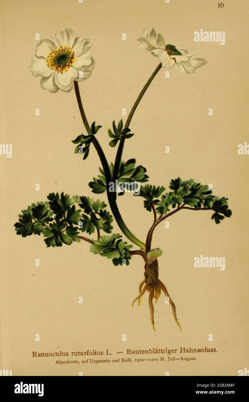 Ranunculus r autofolius hi-res stock photography and images - Alamy