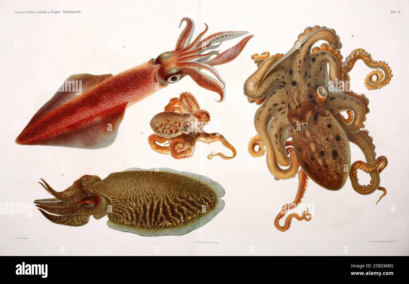 Unicorn octopus hi-res stock photography and images - Alamy