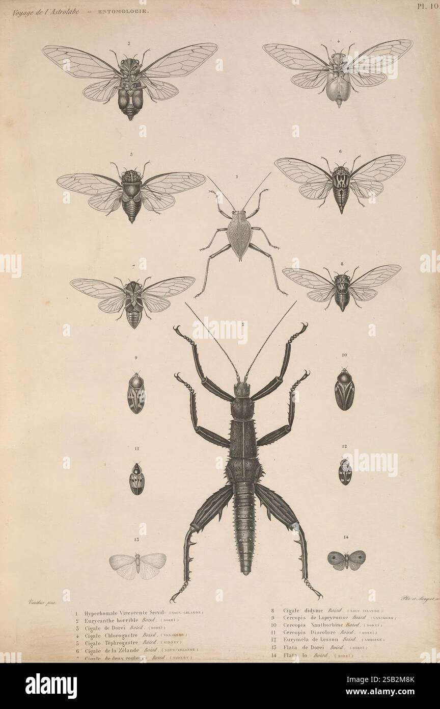 Faune entomologique de l'Océan pacifique, Paris, J. Tastu, 1832-35 ...