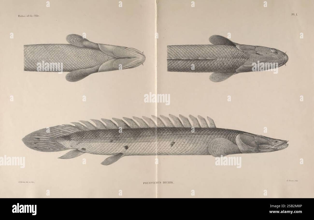 The fishes of the Nile. London, Pub. for the Egyptian government by H ...