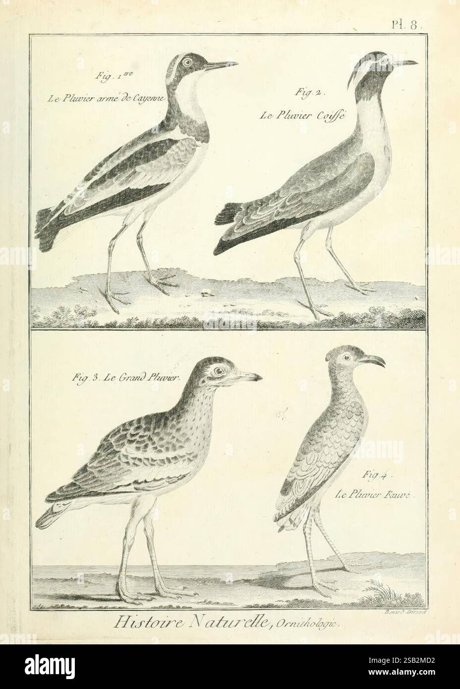 Tableau encyclopédique et méthodique des trois règnes de la nature, A ...