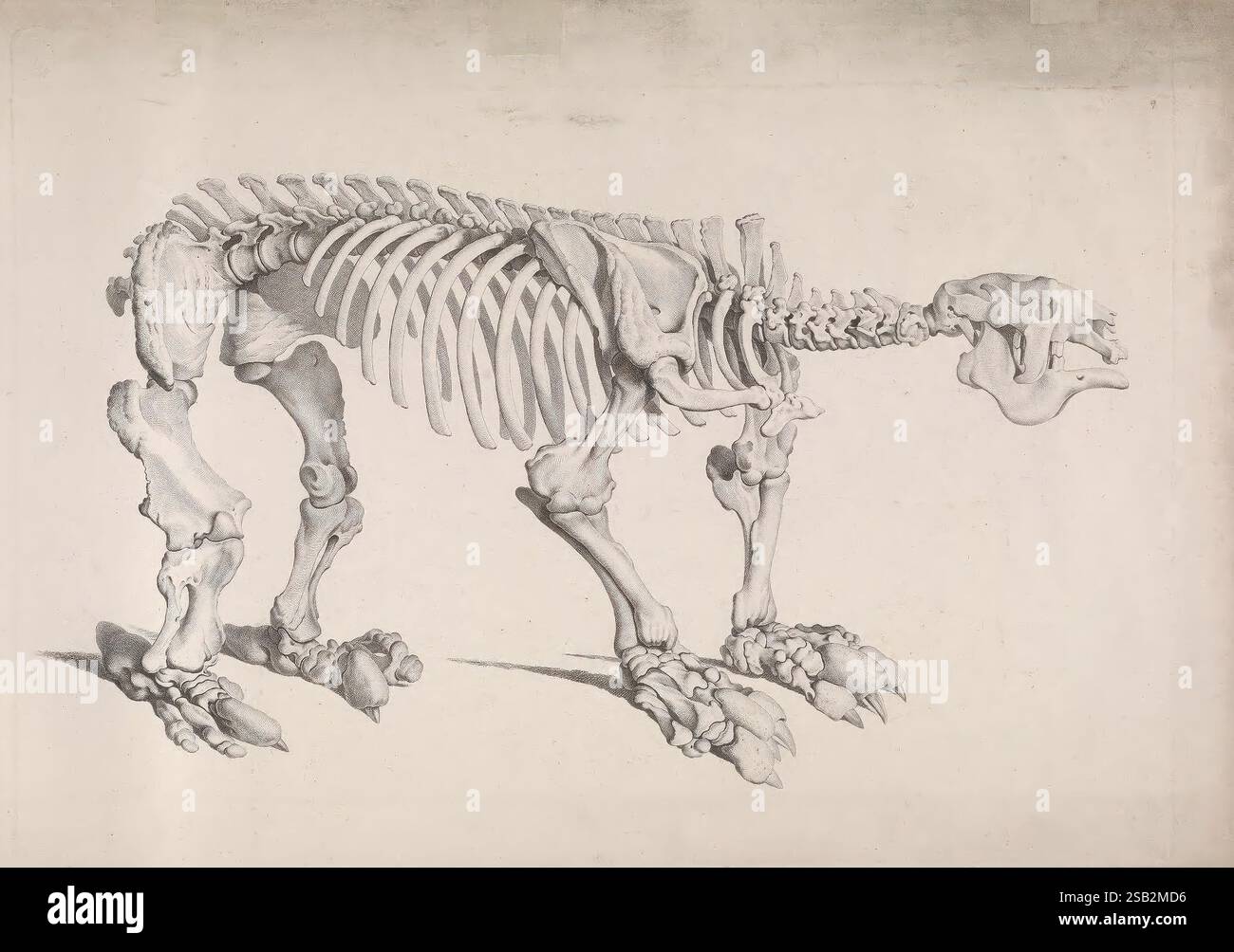 A detailed anatomical illustration depicting the skeletal structure of ...