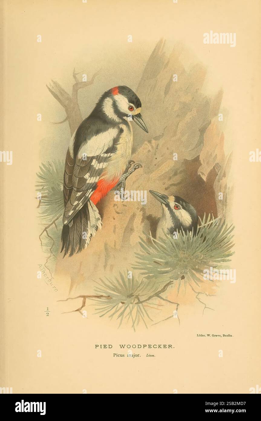 Picus major archibald thorburn hi-res stock photography and images - Alamy
