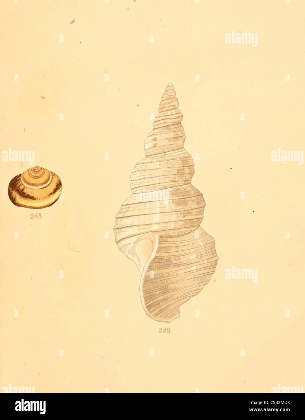 Kaisenshu Kyoto Yamada Naozoburo 1914-1915 Japan mollusks pictorial ...