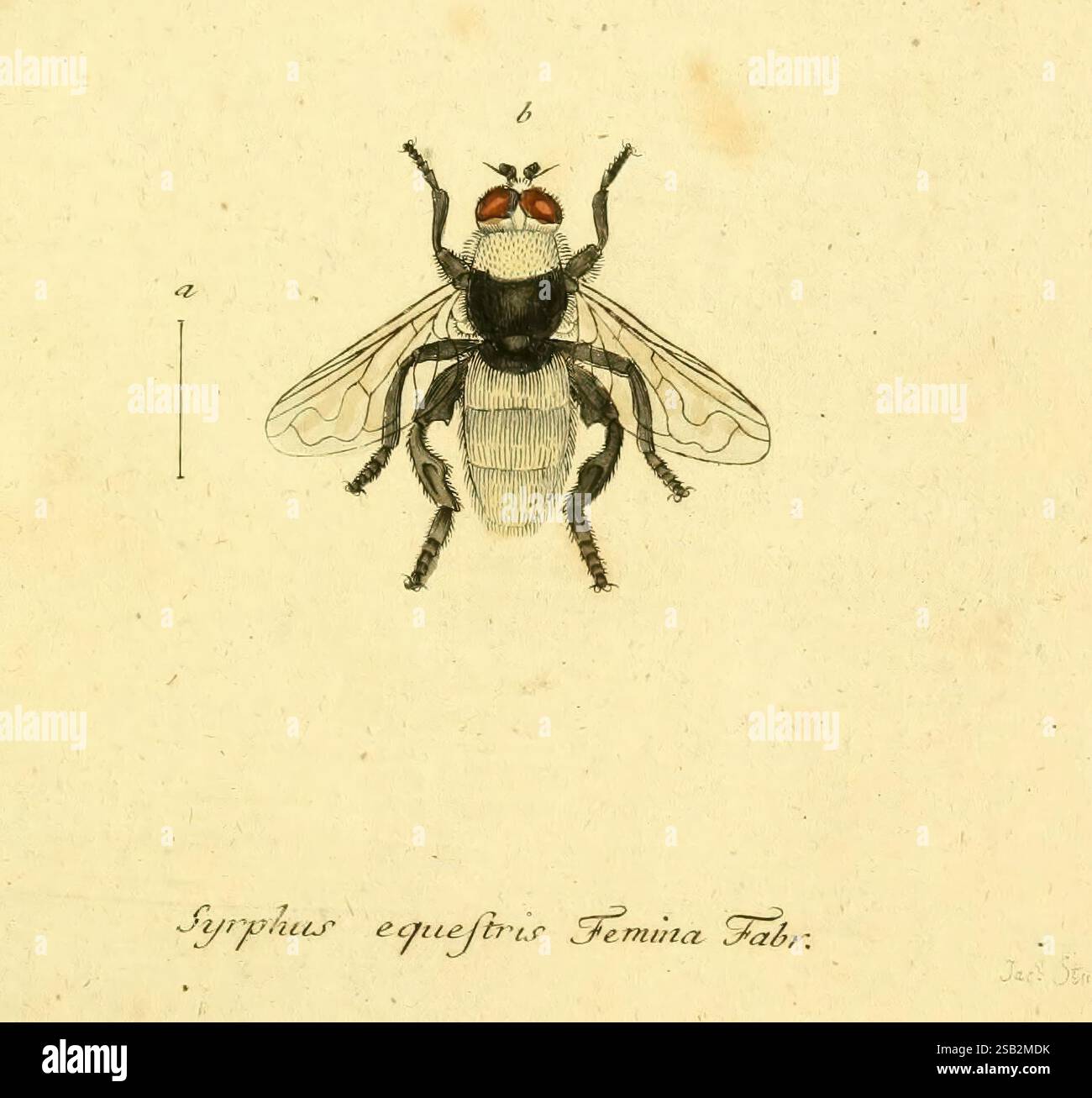 Fauna Germanica, Diptera, Nuremberg?, s.n, between 1793 and 1805 ...
