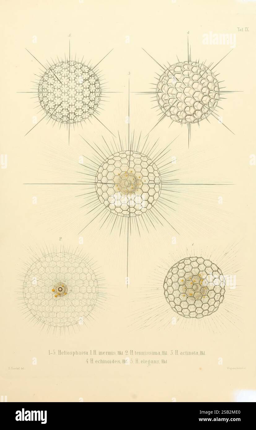 Five distinct radiolarian species hi-res stock photography and images ...