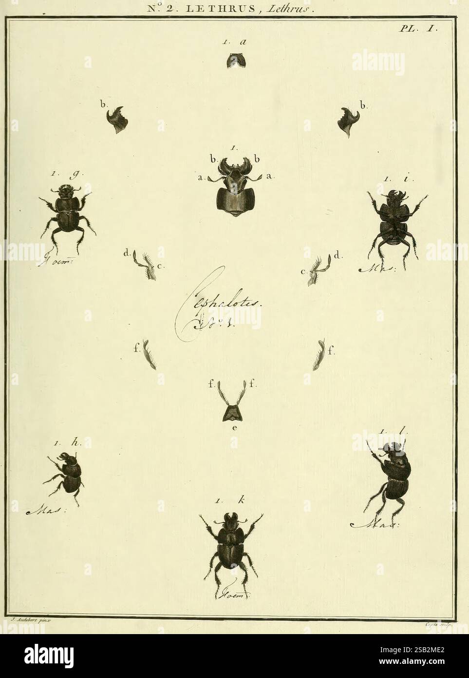 Central section features beetles hi-res stock photography and images ...