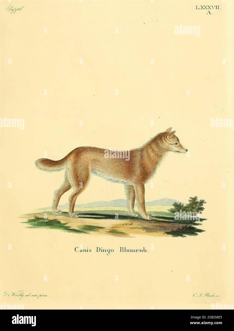 Dingo stands hi-res stock photography and images - Alamy