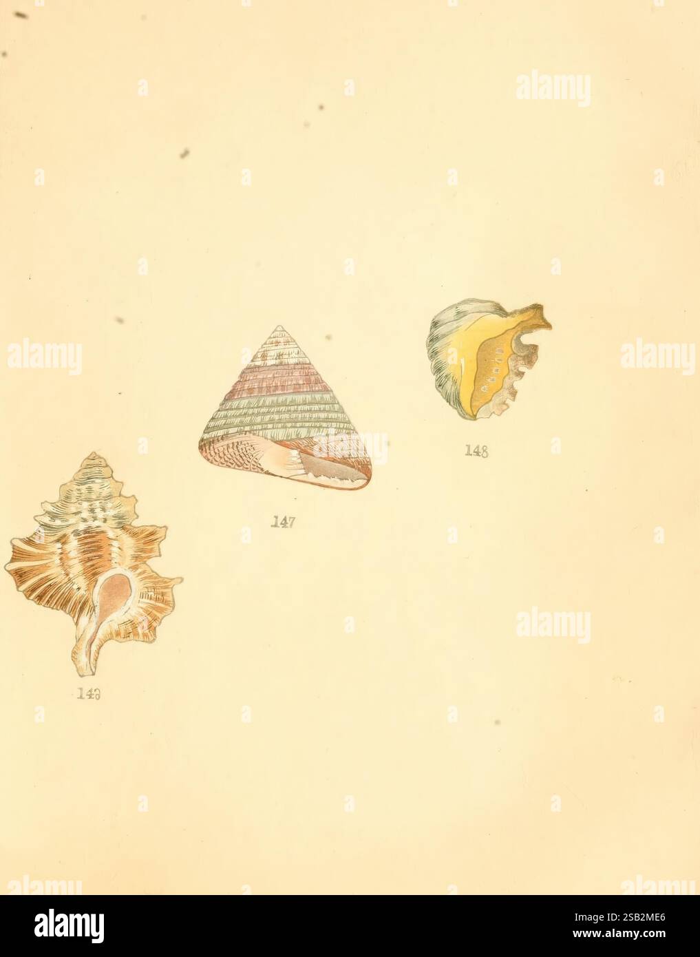 Triton matsukawagai trochus maculatus hi-res stock photography and ...