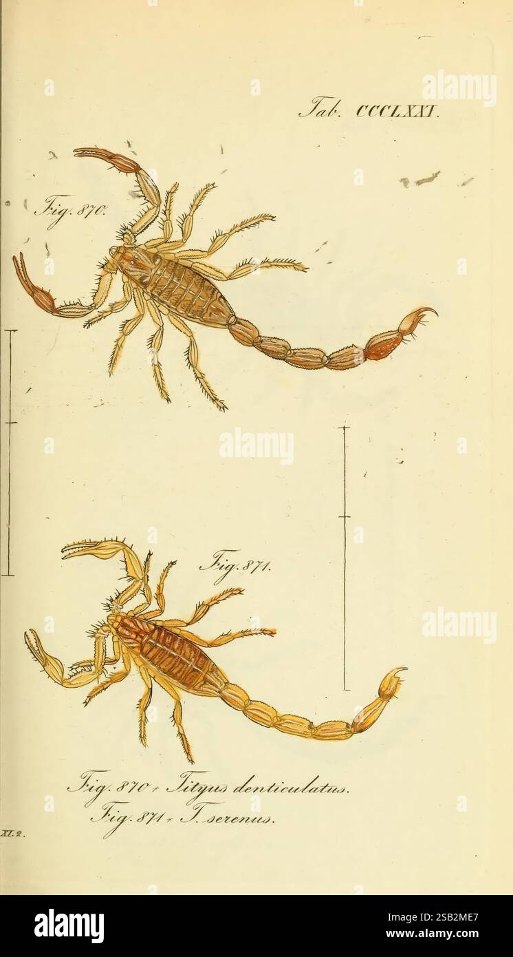 Die Arachniden, Nürnberg, In der C. H. Zeh'schen Buchhandlung, 1831-1848, arachnid, Arachnida ...