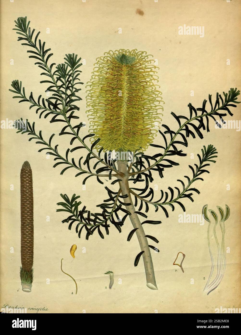 The botanist's repository, London, The author 1797-[1811?], plants ...