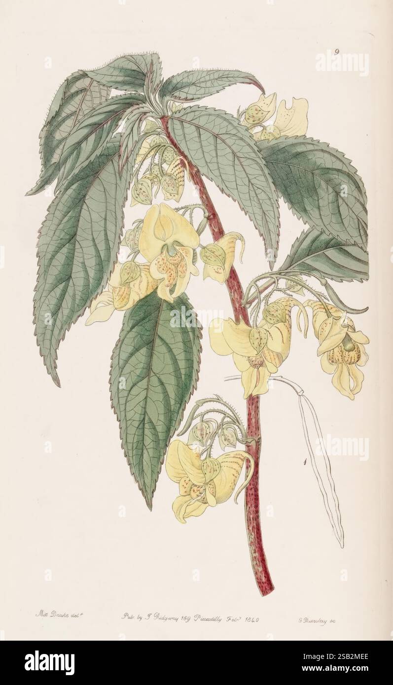 Edwards's Botanical Register London James Ridgway 1829-1847 1829 19th ...