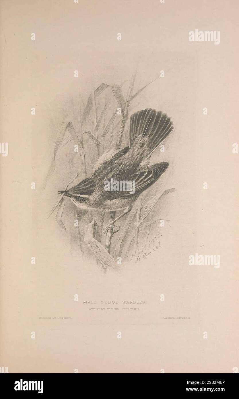 Warblers characteristic behavior hi-res stock photography and images ...