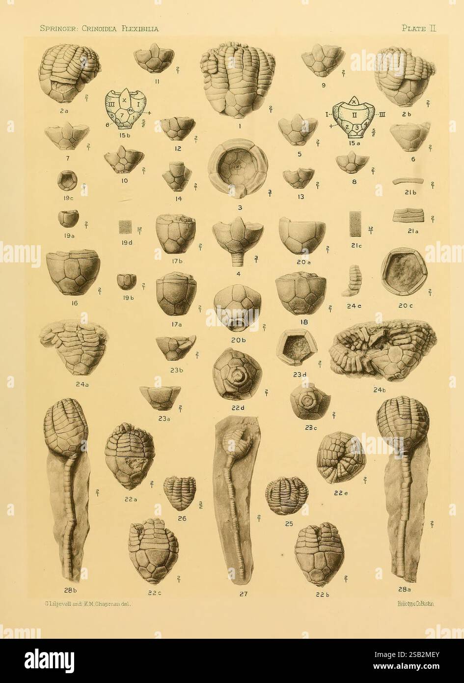 The Crinoidea flexibilia, Washington D.C, 1920, crinoid fossil, The ...