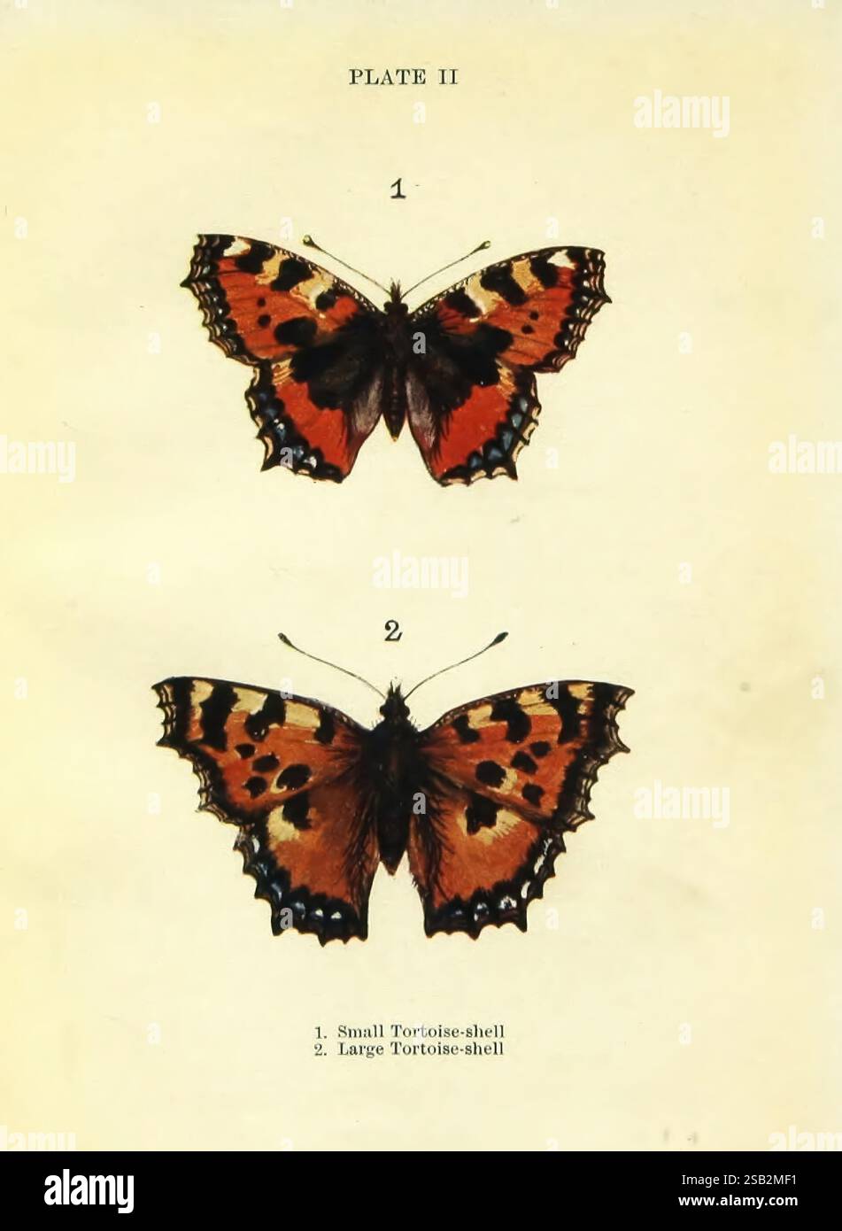 Butterflies and, London & Edinburgh, T.C. & E.C. Jack [1910 ...