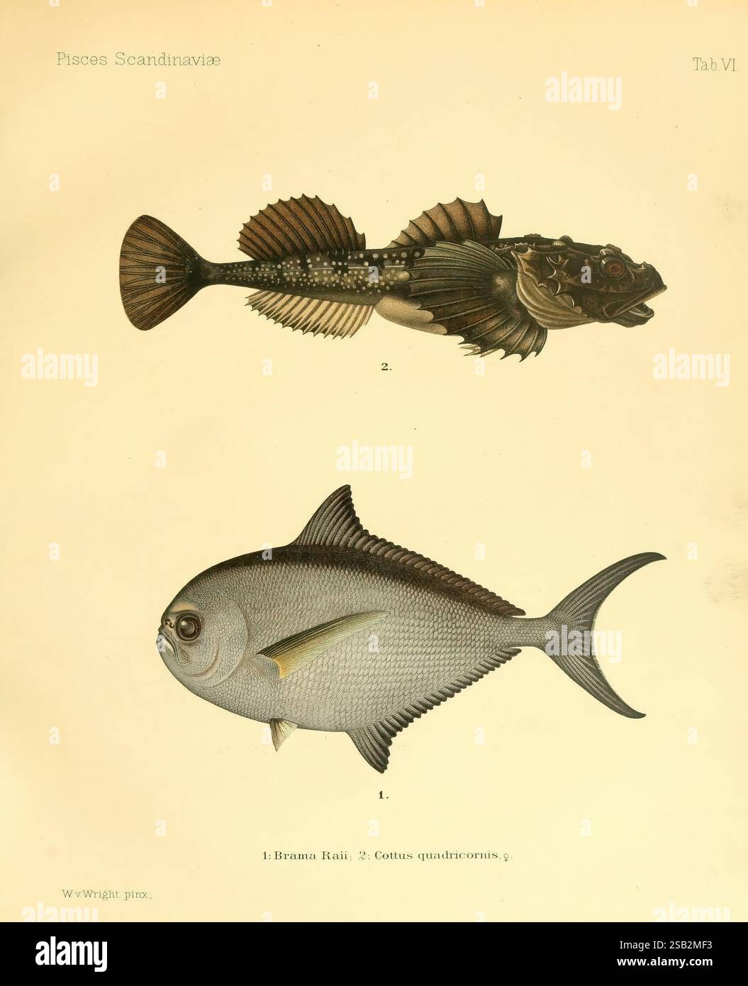 Smaller dorsal fin hi-res stock photography and images - Alamy