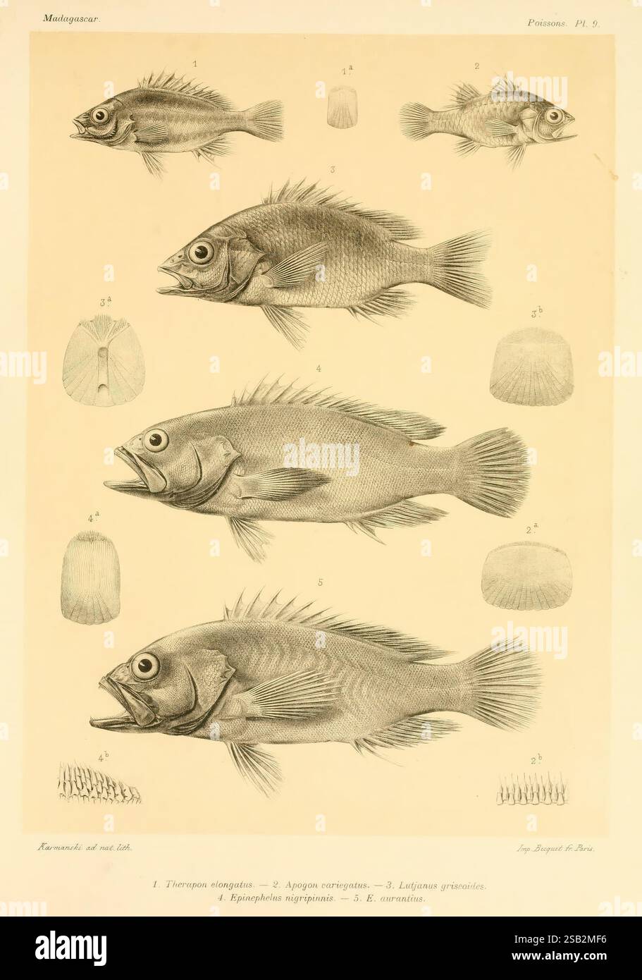 Series of detailed depictions of various fish species hi-res stock ...