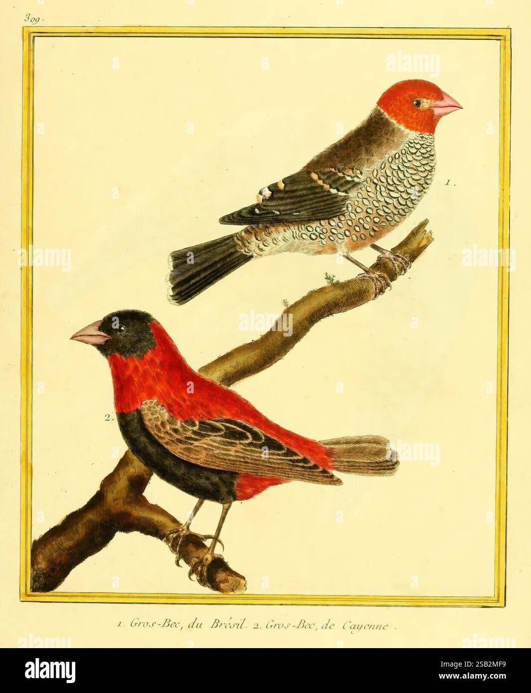 Two distinct bird species resting hi-res stock photography and images ...