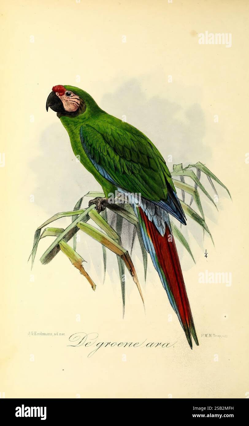 Parrots exotic allure hi-res stock photography and images - Alamy