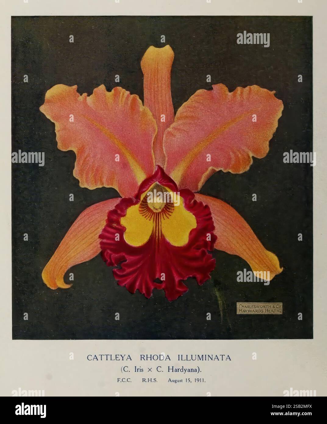 The Orchid World, Haywards Heath, Sussex, Alabaster, Passmore & Sons ...