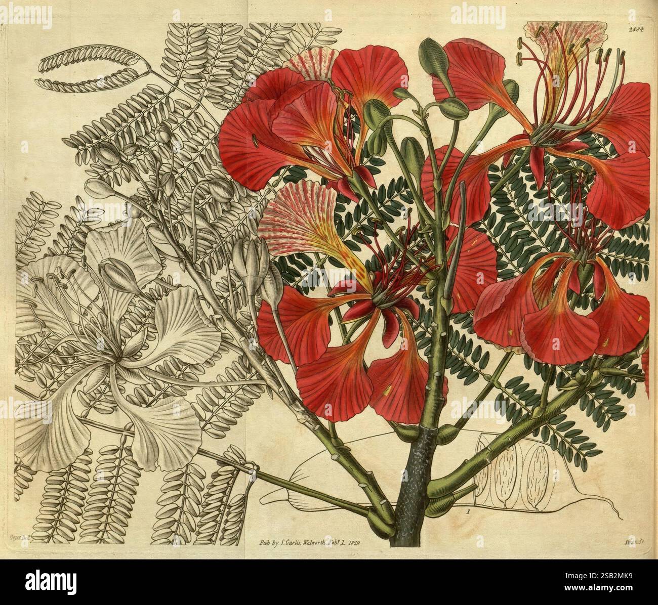 Unique frond shapes hi-res stock photography and images - Alamy