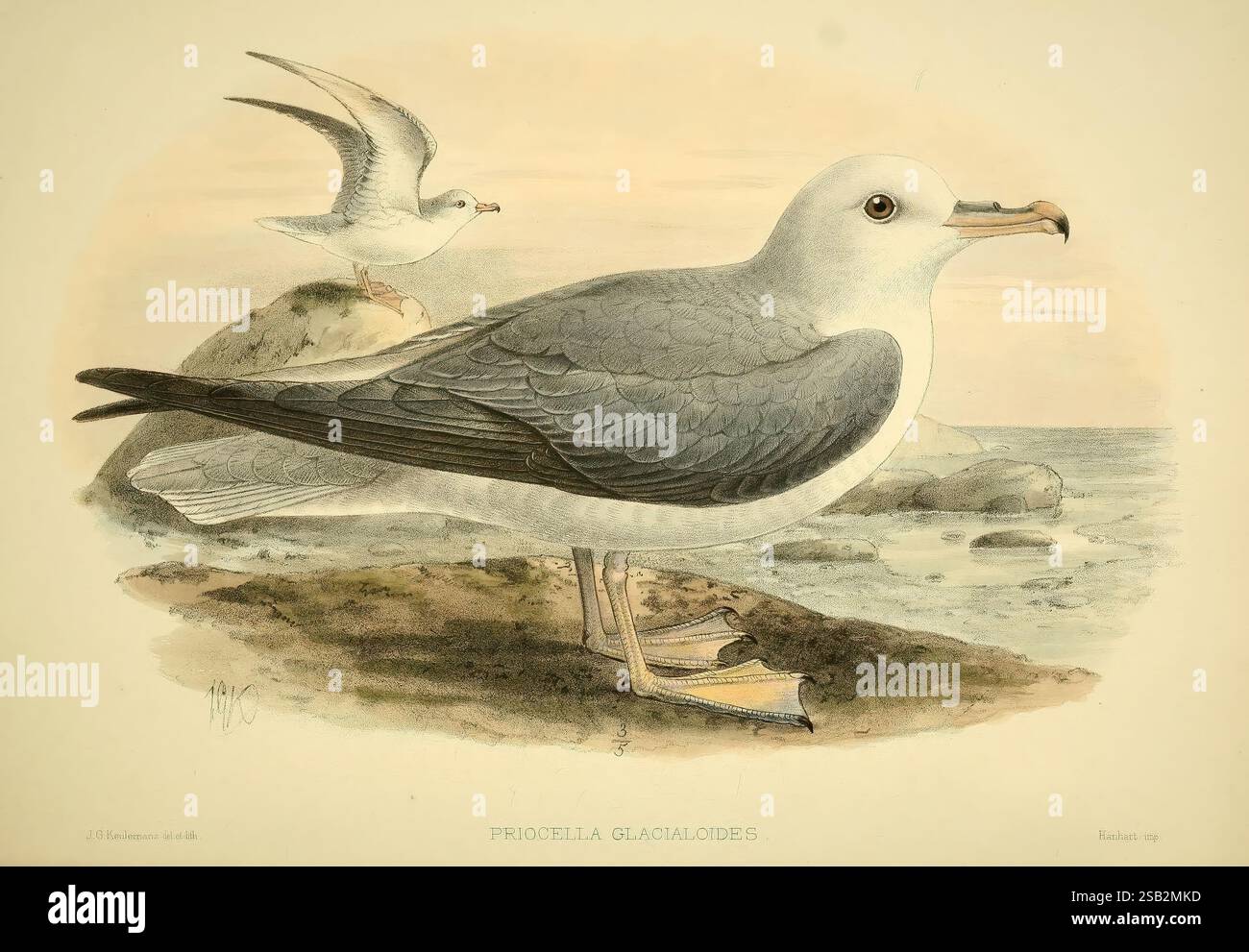 Procellaria glacialoides hi-res stock photography and images - Alamy