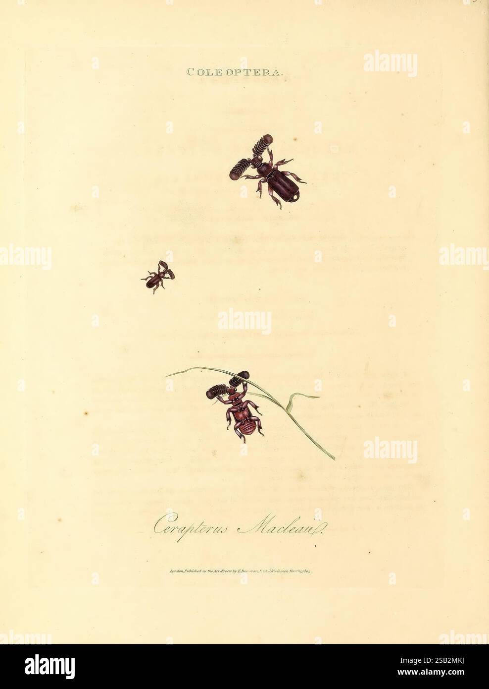 Coryphorus macleayi hi-res stock photography and images - Alamy