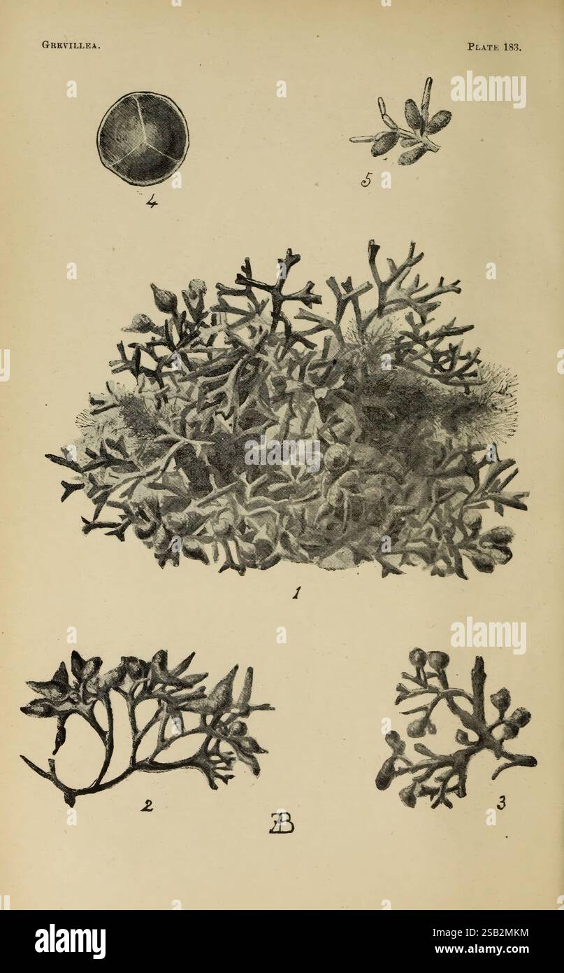 Grevillea London Williams and Norgate 1872-1894 Cryptogamia Cryptogams ...