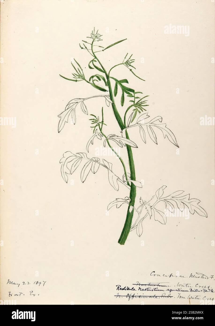 Detailed depiction of water plants hi-res stock photography and images ...