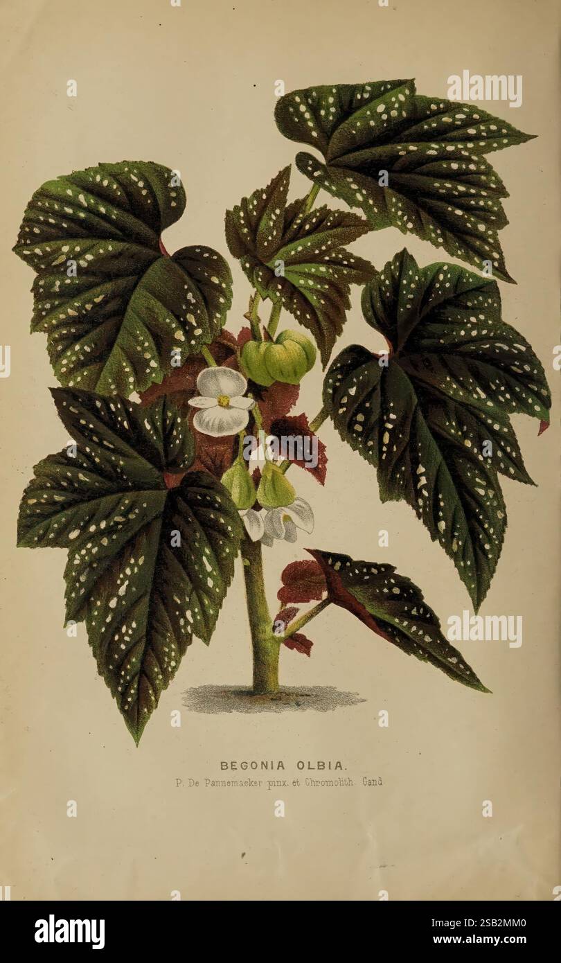 Begonia olbia plant hi-res stock photography and images - Alamy