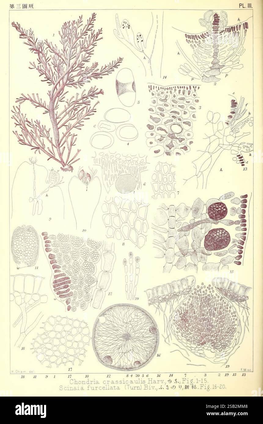 Several diagrams labeled hi-res stock photography and images - Alamy