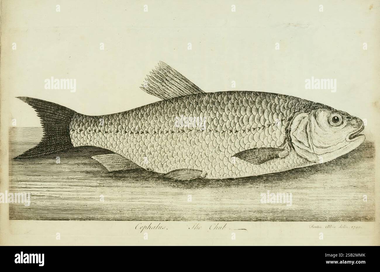 Coplatus hi-res stock photography and images - Alamy