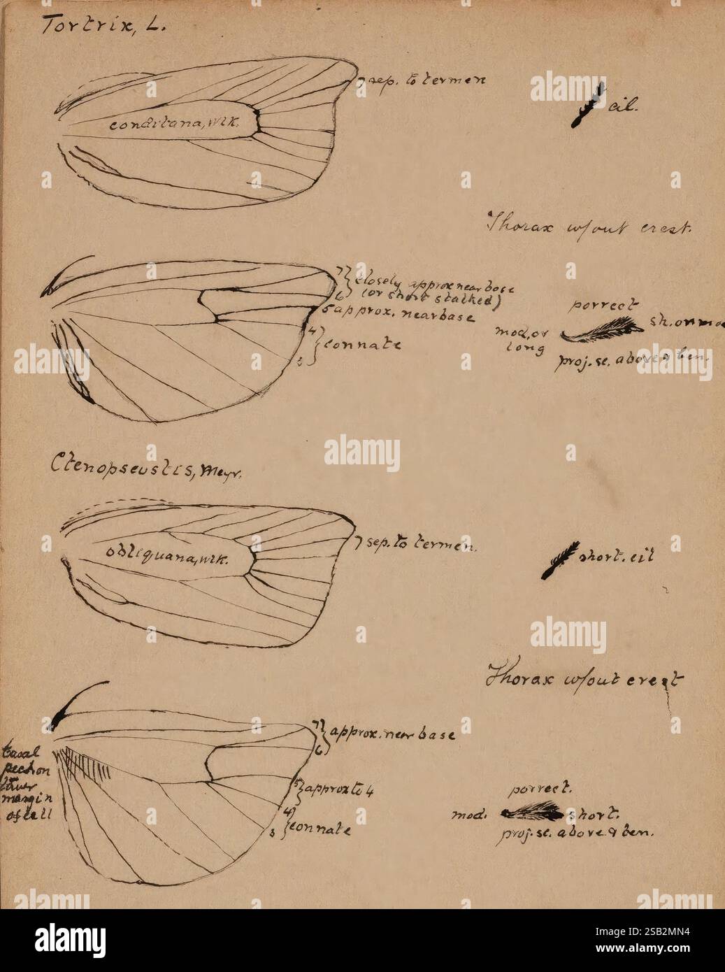 Tortrix conditana hi-res stock photography and images - Alamy