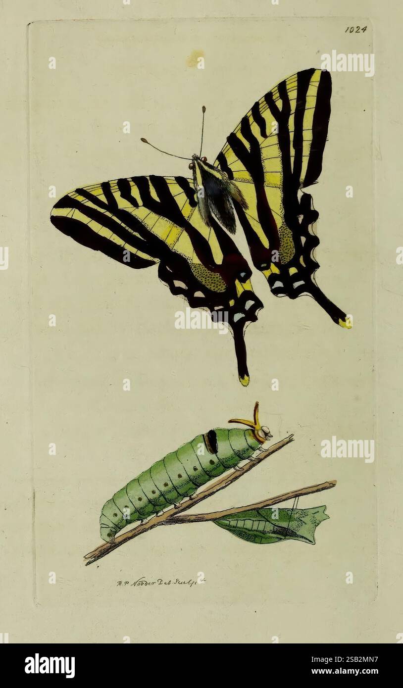 The naturalist's miscellany, or Coloured figures of natural objects ...