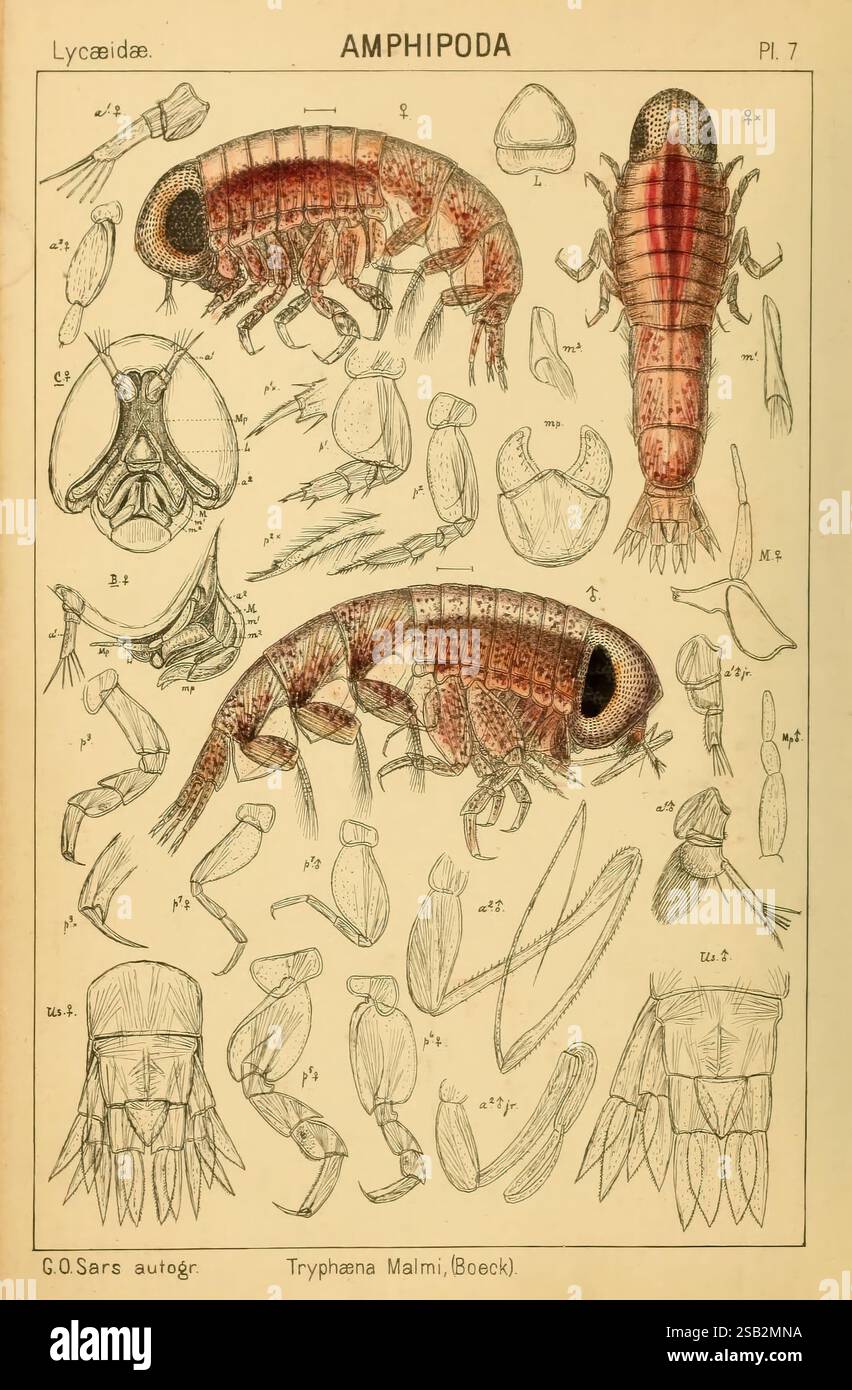 Tryphana malmi hi-res stock photography and images - Alamy