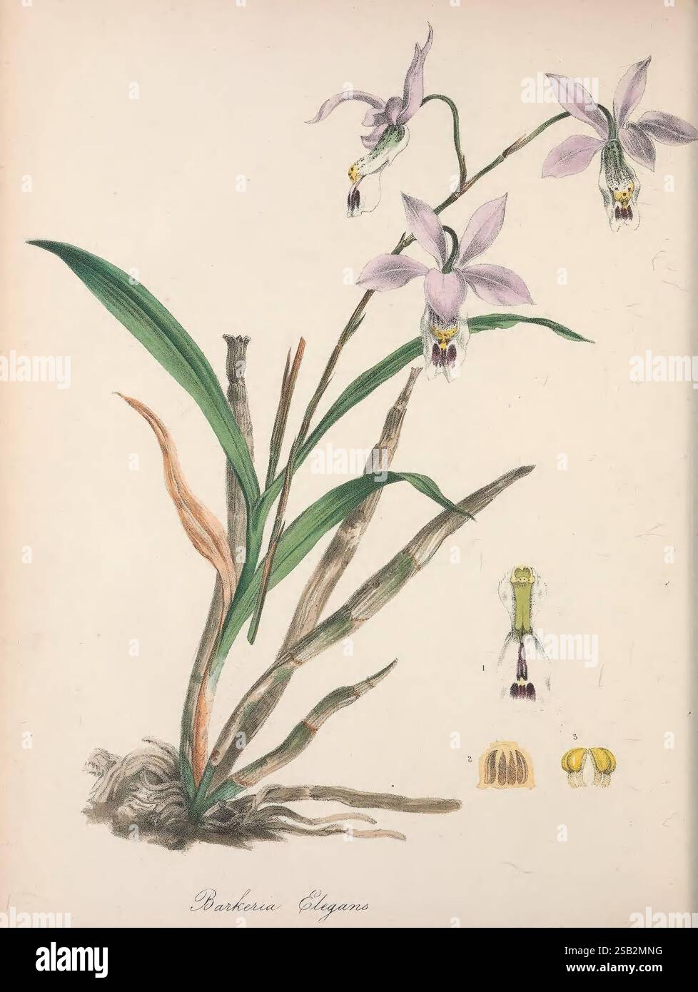 Orchids root structure hi-res stock photography and images - Alamy