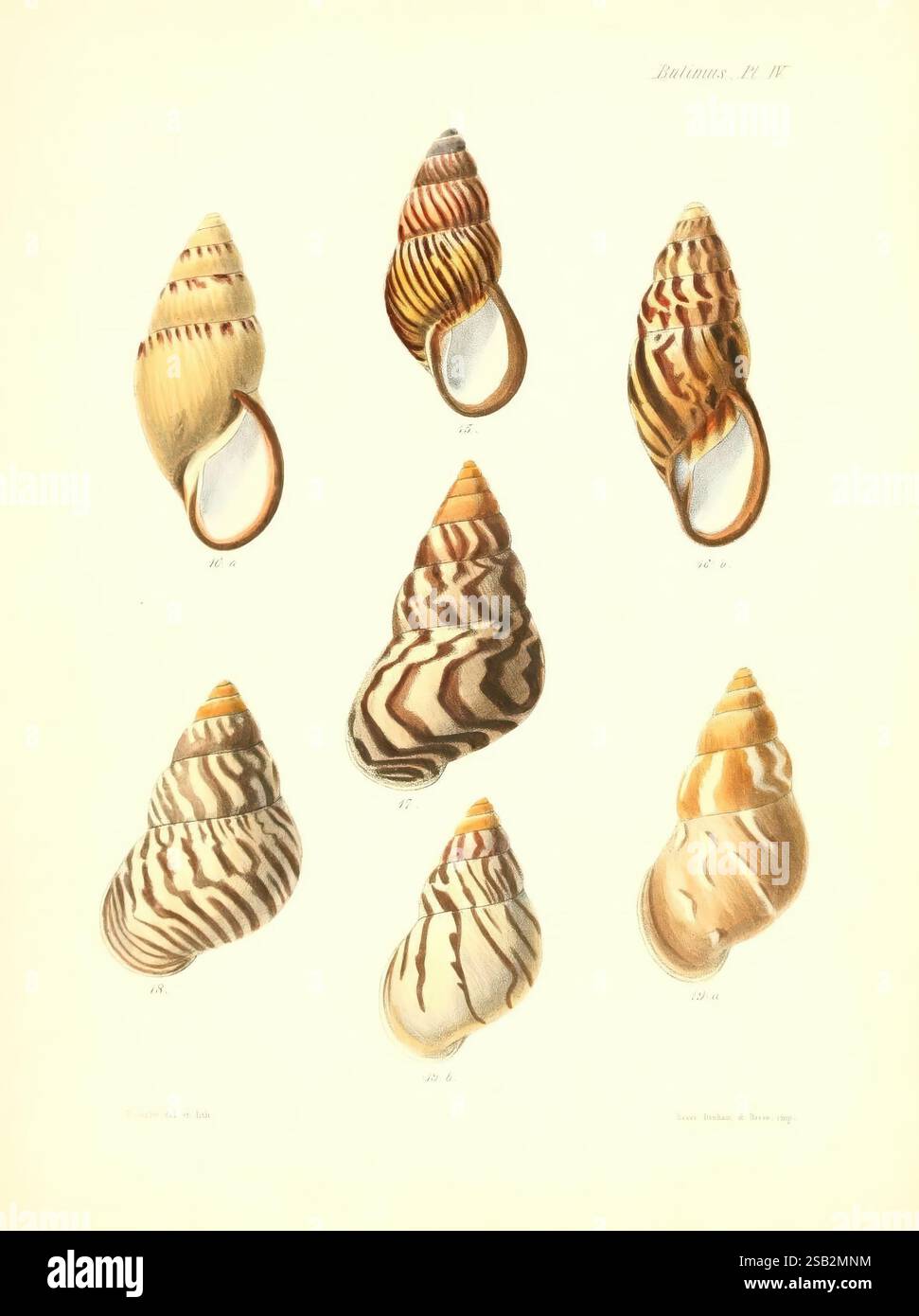 Featuring elongated structures hi-res stock photography and images - Alamy