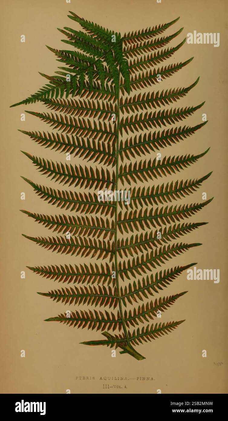 Ferns:British and exotic V.4 London,Groombridge and Sons, 1856-60 ...