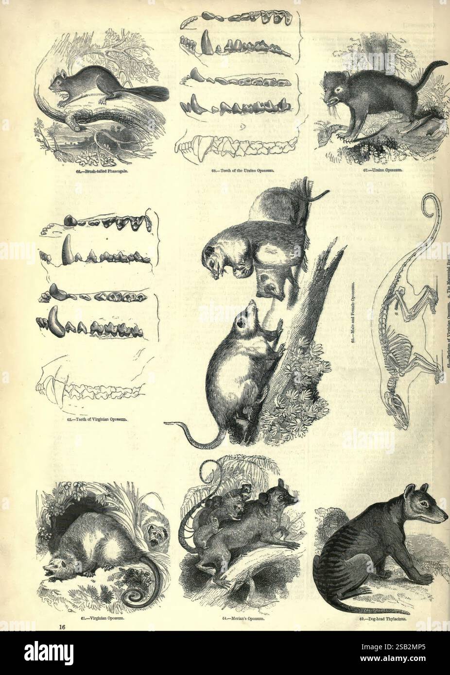 The, pictorial, museum, of, animated, nature London, C. Cox, [1844 ...