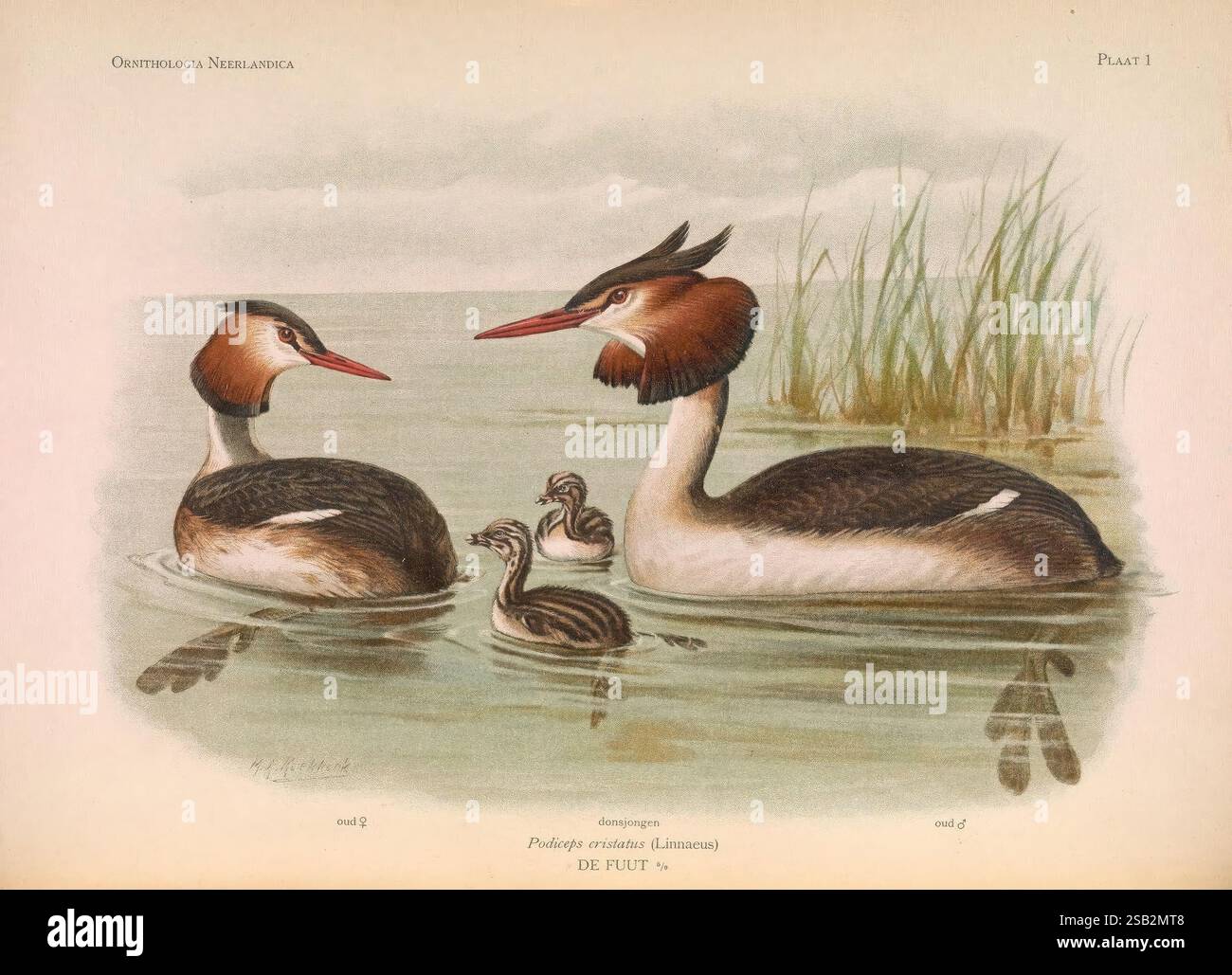 Striking head crests hi-res stock photography and images - Alamy