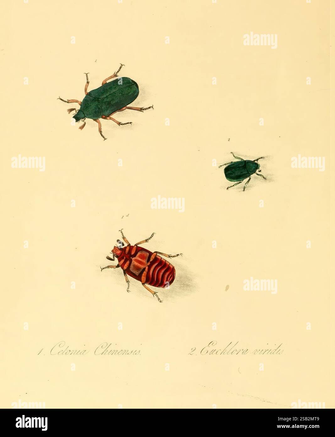 Natural history of the insects of China, 1842, China, insects ...