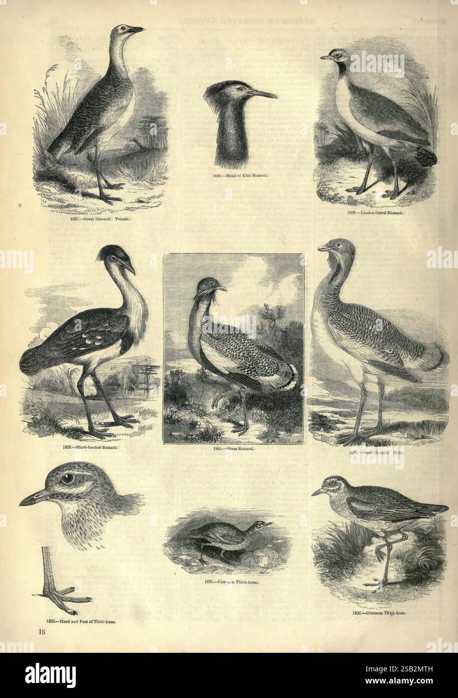 Third portrays hi-res stock photography and images - Alamy