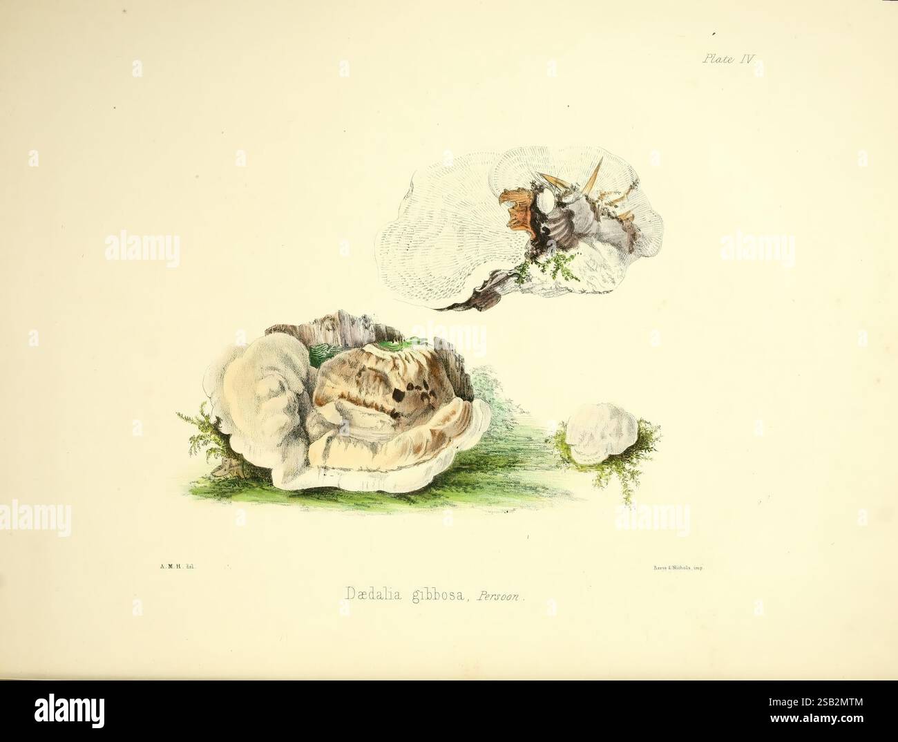 Illustrations of British mycology, London, Reeve, Benham and Reeve ...
