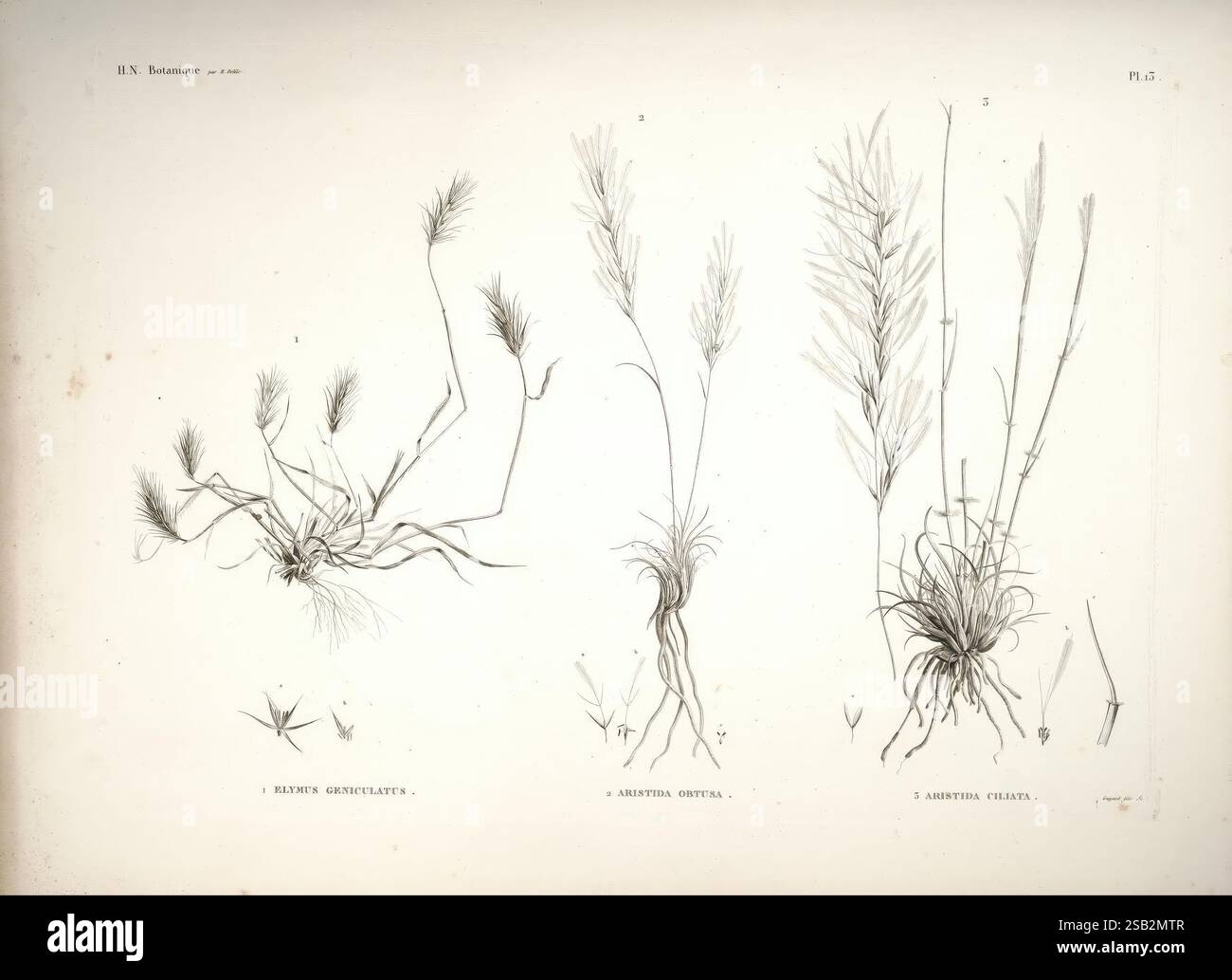 Plant showcases three prominent flower heads hi-res stock photography ...